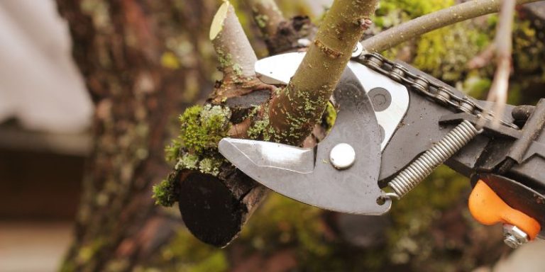 Tree Trimming vs Pruning: Understanding the Differences and Benefits