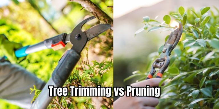 Tree Trimming vs Pruning: Understanding the Differences and Benefits